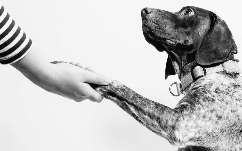 How many commands can a dog learn | BBC Maestro